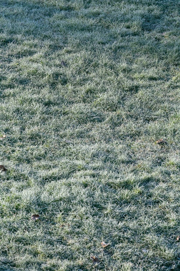 Vertical Shot of the Ground Full of Short Grass Stock Image - Image of ...