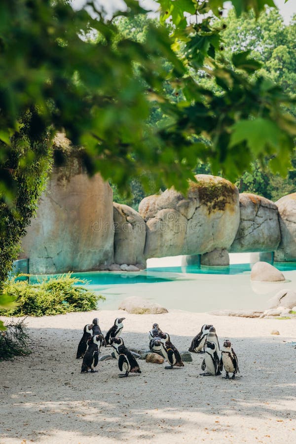 Vertical Shot of a Group of African Penguins on a Beachy Area in a Zoo ...