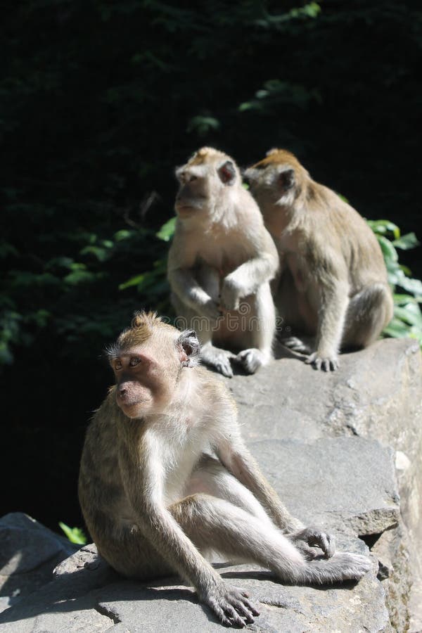 Group of monkeys stock photo. Image of animals, primates - 288236