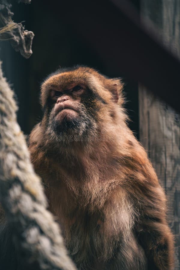 Vertical Shot of a Grumpy Monkey in Captivity Stock Photo - Image of ...