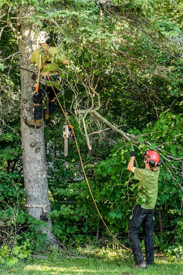 Vertical Shot of a Guy Cutting the Trees with a Chainsaw Stock Photo ...