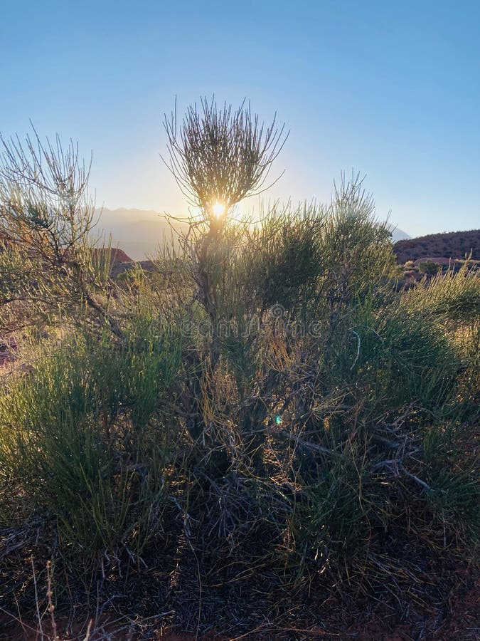 Vertical Shot of a Halfway Dry Bush Stock Image - Image of sunlight ...