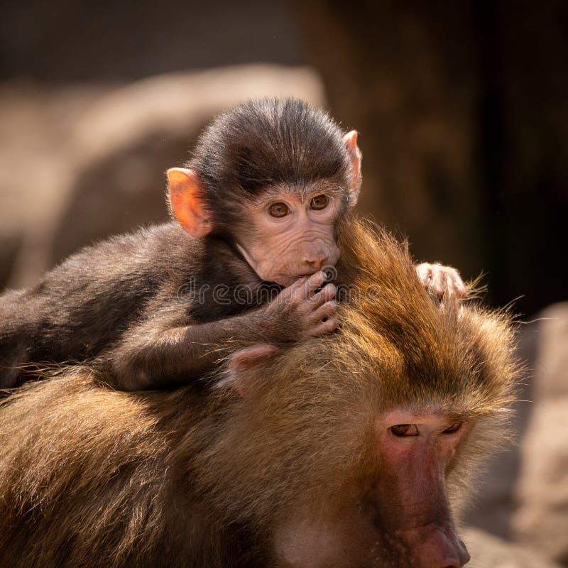 Vertical Shot of a Hamadryas Baboon with Its Baby Stock Photo - Image ...