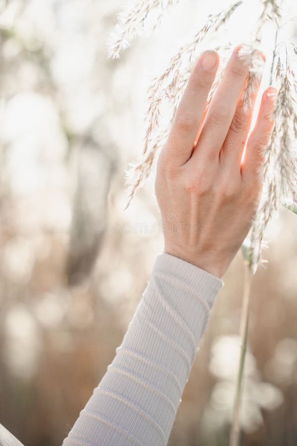 Vertical Shot of a Hand Gently Touching a Tree Branch and Enjoying the ...