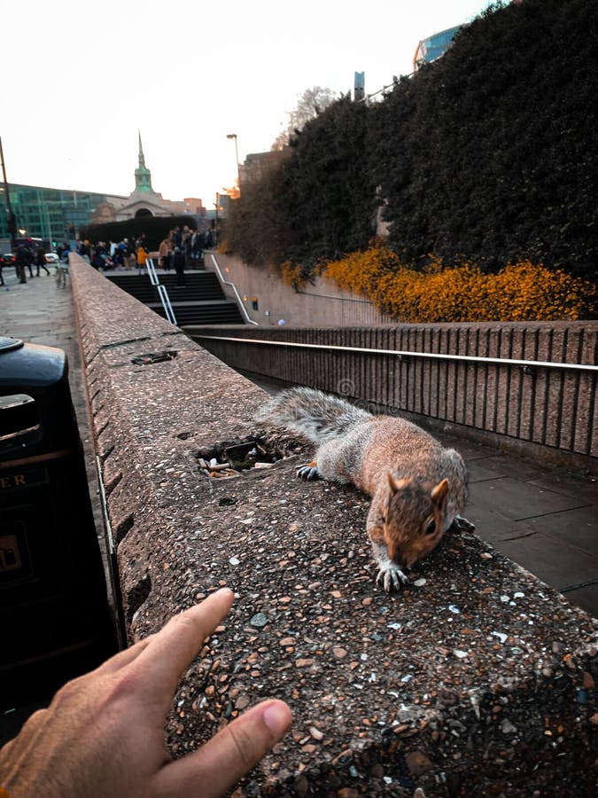 176 Squirrel Reaching Photos - Free & Royalty-Free Stock Photos from ...