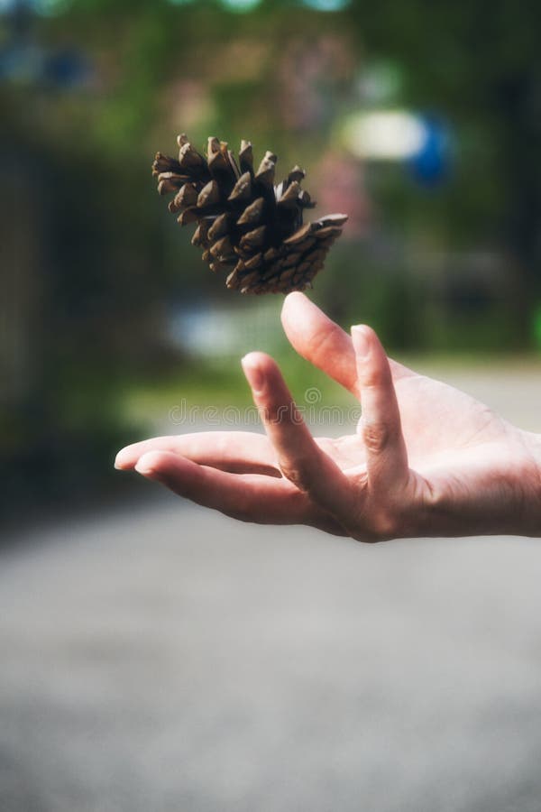 Vertical Shot of a Hand Throwing Up a Pinecone Stock Photo - Image of ...