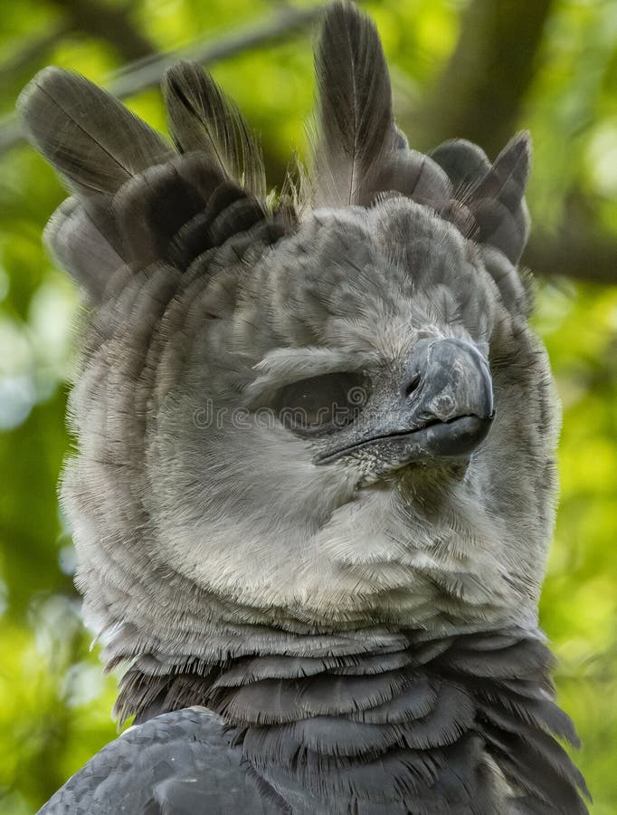 Vertical Shot of a Harpy Eagle on a Nature Background. Stock Photo ...