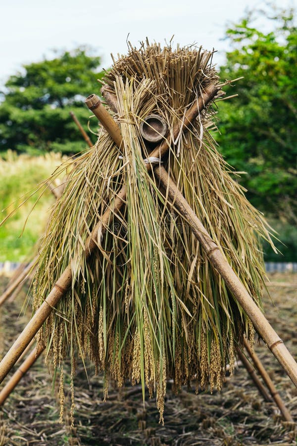 Vertical Shot of a Harvested Rice Bundle on the Rice Field during the ...