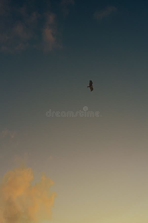 Vertical Shot of a Hawk Flying in the Sky at Sunset. Stock Photo ...