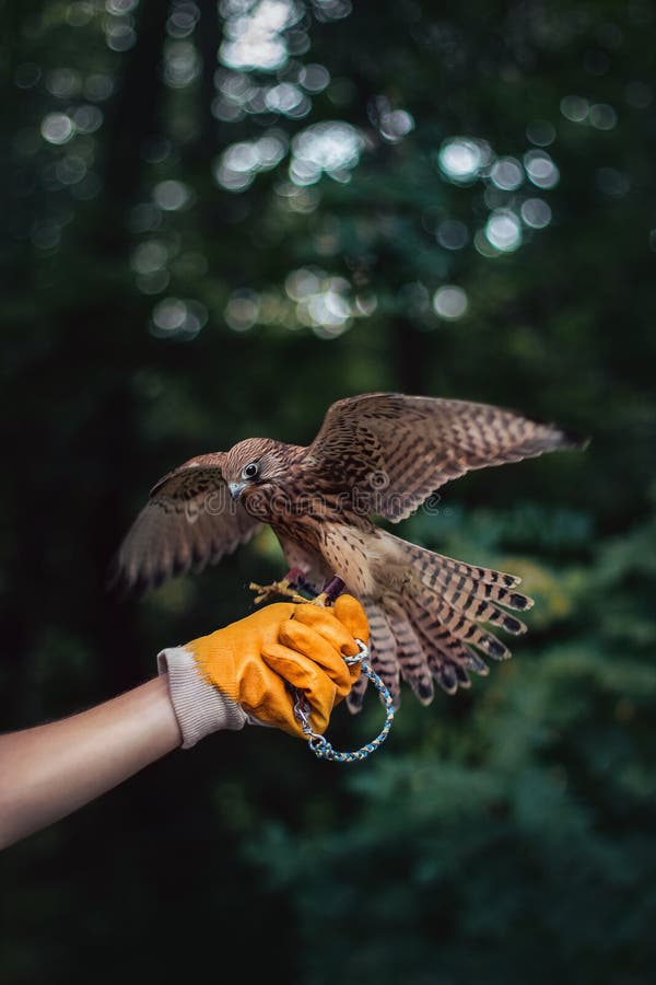 Hawk Landing on a Falconry Gauntlet Stock Image - Image of falconry ...