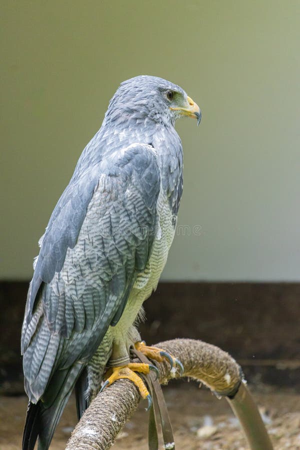 Vertical Shot of a Hawk Perched on a Curve Construction Stock Photo ...