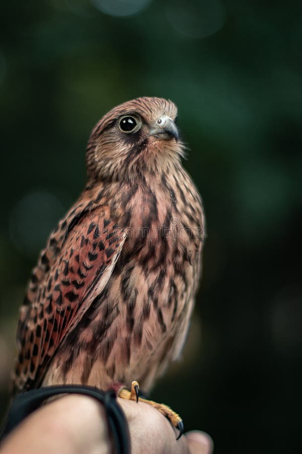Vertical Shot of a Hawk on a Person S Hand Stock Photo - Image of hawk ...