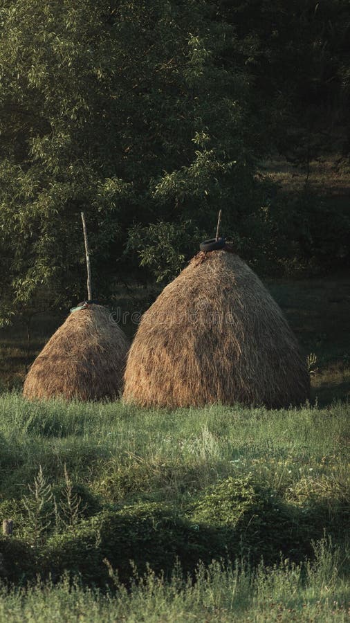 Vertical Shot of Hay Bales on the Farmland Stock Photo - Image of green ...