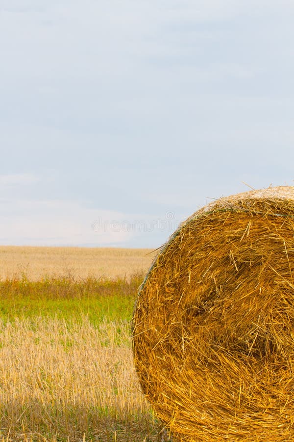 Vertical Shot of Hay Rolls in the Valley in a Rural Area Stock Photo ...