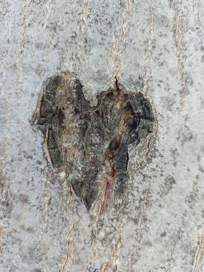 Vertical Shot of a Heart Shape on a Tree Bark Stock Photo - Image of ...