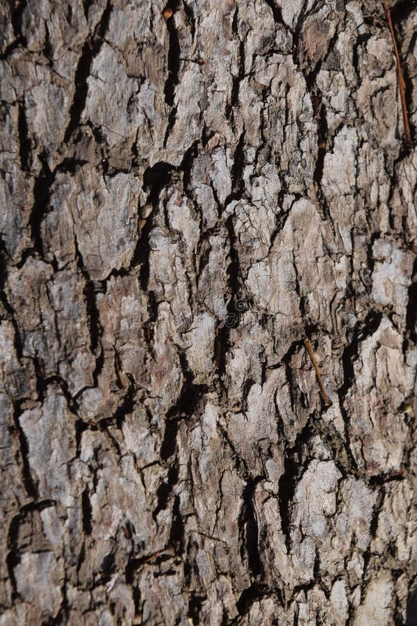 Vertical Shot of a Heavy Textured Dark Tree Bark Stock Image - Image of ...