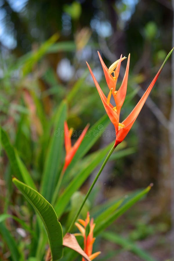 Vertical Shot of a Heliconia Psittacorum Plant in the Garden. Stock ...