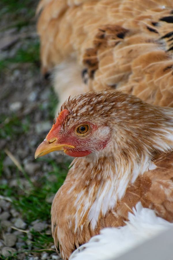 Vertical Shot of the Hens in the Farm Stock Photo - Image of farming ...