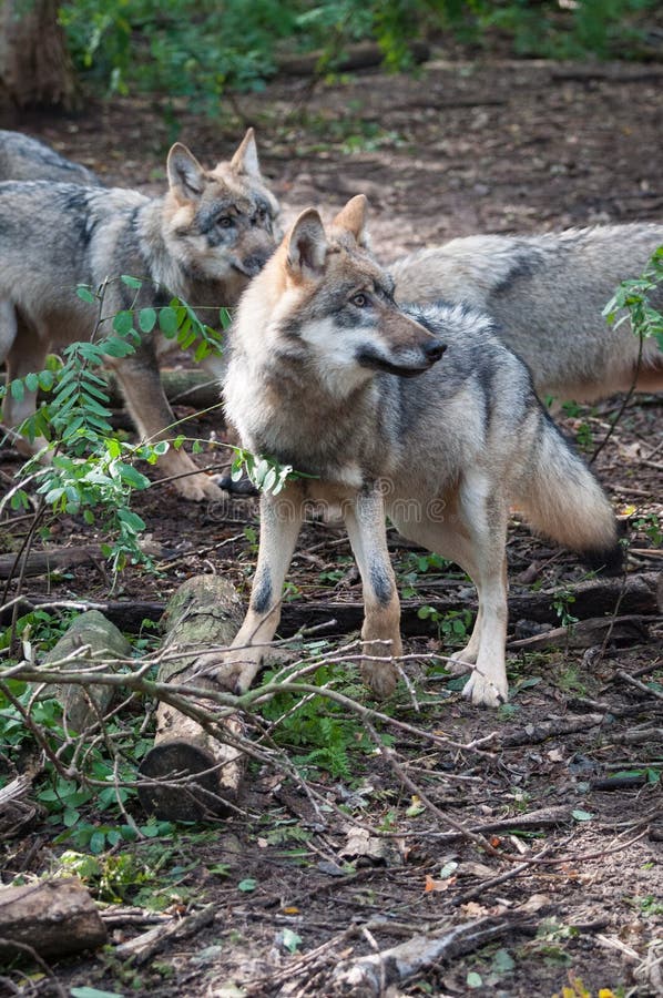Vertical Shot of a Herd of Wolves Captured in the Middle of a Forest ...