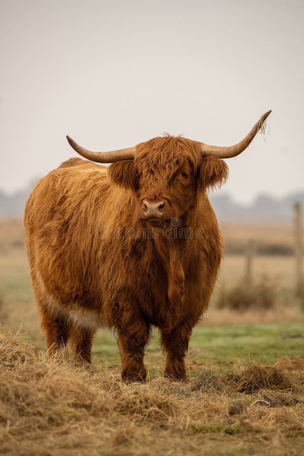 Vertical Shot of a Highland Cow on a Field Stock Image - Image of ...