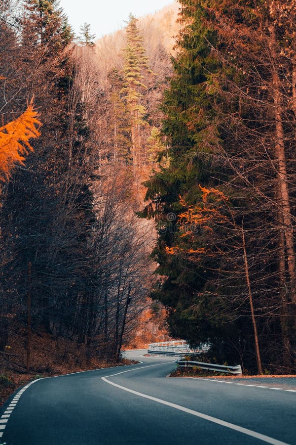 Vertical Shot of a Highway Road between Pine Trees Stock Photo - Image ...