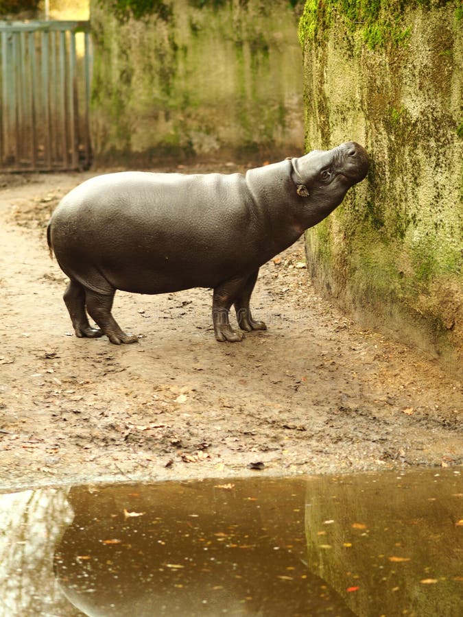 Vertical Shot of a Hippo Standing Next To the Water Stock Photo - Image ...