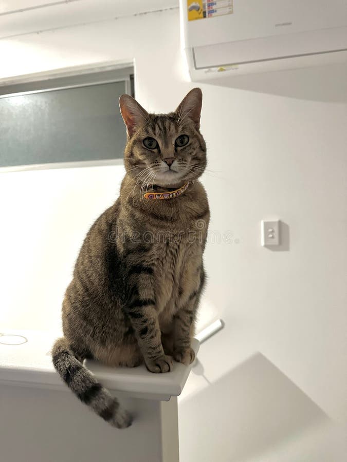 Vertical Shot of a Home Cat with Cute Collar Sitting on White Handrail ...