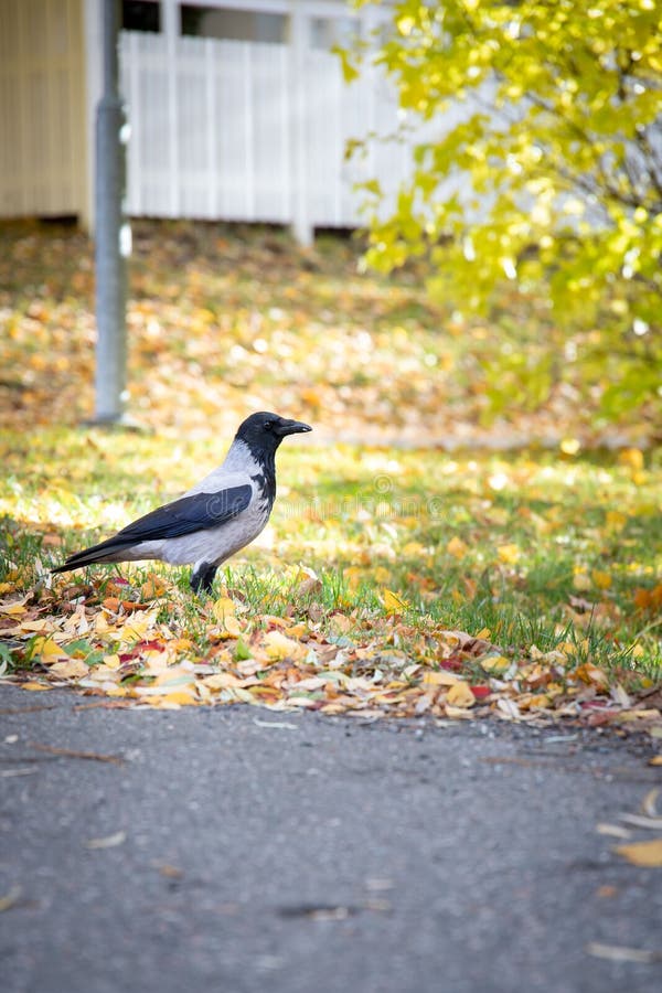 Vertical Shot of a Hooded Crow in the Beautiful Garden Stock Photo ...