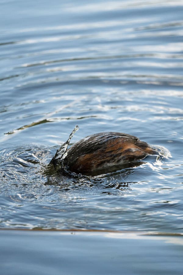 Vertical Shot of a Horned Grebe Duck Dunking Its Head in a Pond Stock ...