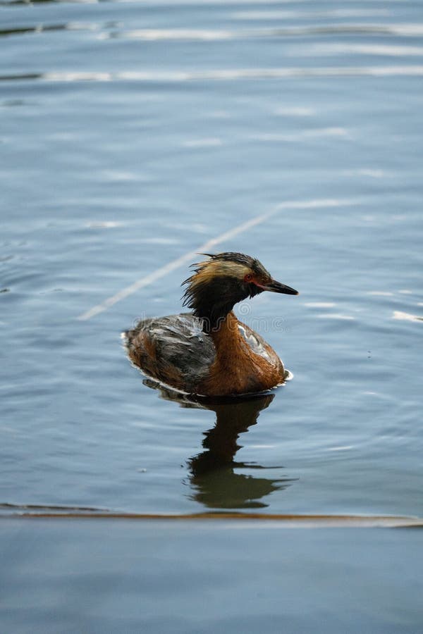 Vertical Shot of a Horned Grebe Duck Swimming in a Pond Stock Image ...