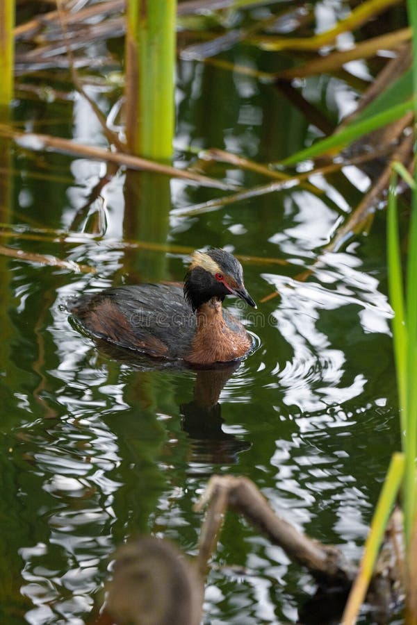 Vertical Shot of a Horned Grebe Duck Swimming in a Pond Stock Image ...