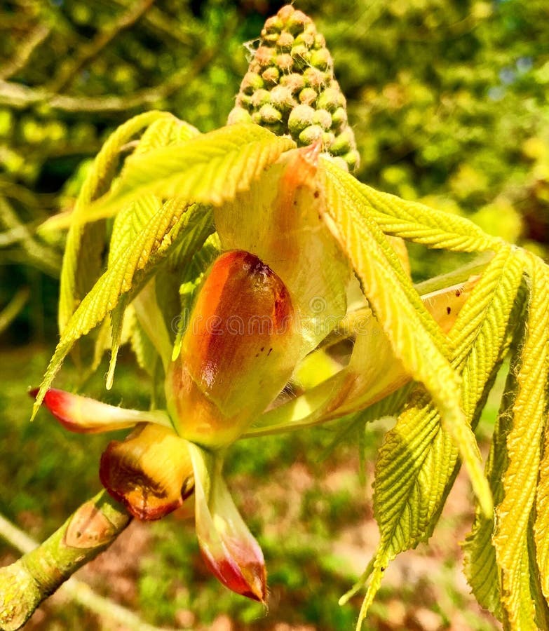 Vertical Shot of Horse Chestnut Bud Stock Image - Image of nature ...