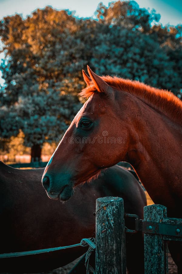 Vertical Shot of Horses on the Barn Stock Image - Image of horse ...
