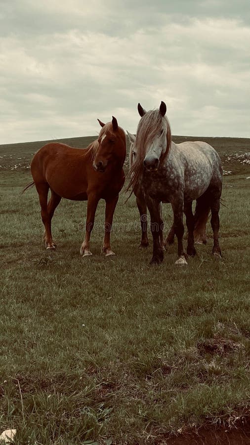 Vertical Shot of Horses on a Field Stock Image - Image of equestrian ...