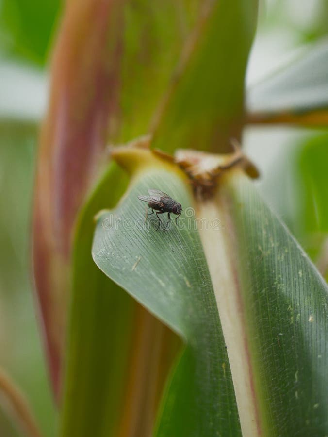 Vertical Shot of a Housefly on a Leaf of a Corn Plant Stock Image ...
