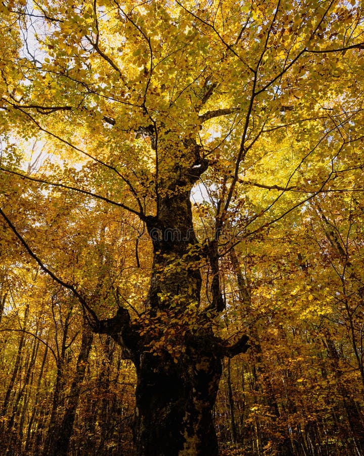 Vertical Shot of a Huge Tree in the Forest of Valia Kalda in Epirus ...