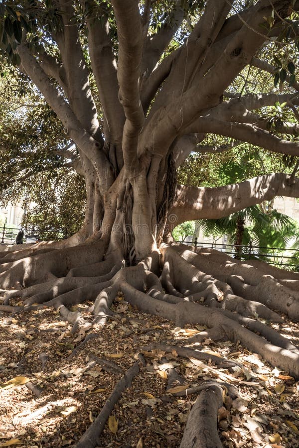 Vertical Shot of a Huge Tree with Many Roots Growing in a Park Stock ...
