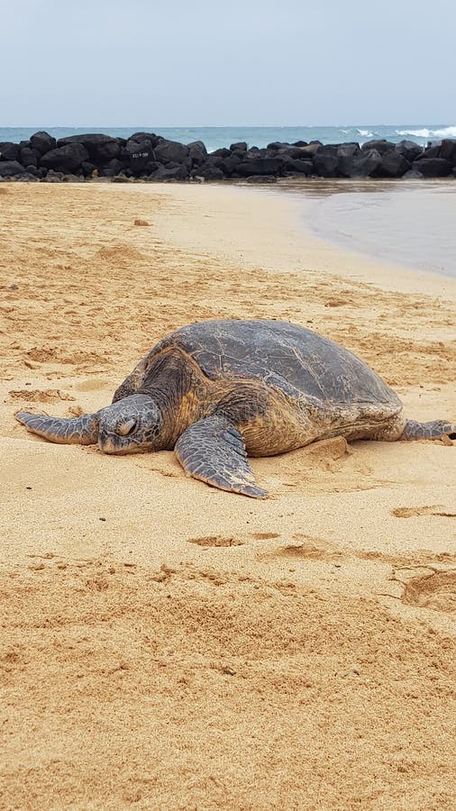 142 Beach Vertical Turtle Stock Photos - Free & Royalty-Free Stock ...