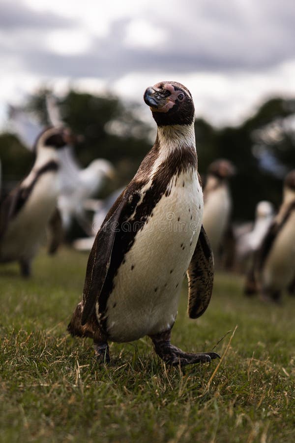 Vertical Shot of a Humboldt Penguin Stock Image - Image of standing ...