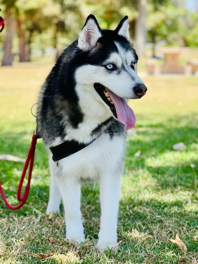 Vertical Shot of a Husky in a Green Field during the Day Stock Photo ...