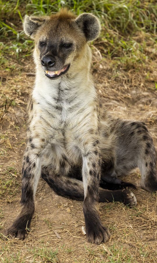 Vertical Shot of a Hyena Sitting in Wilderness Stock Photo - Image of ...