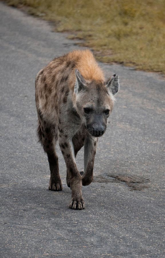 Vertical Shot of a Hyena Walking on a Road Stock Photo - Image of ...