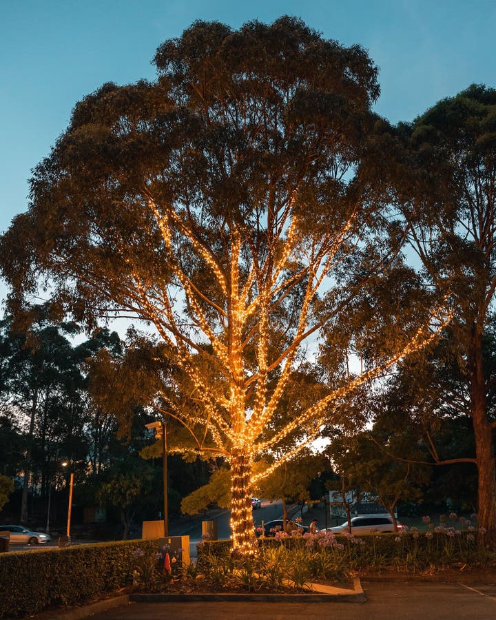 Vertical Shot of Illuminated Christmas Lights Wrapper Around a Tree ...