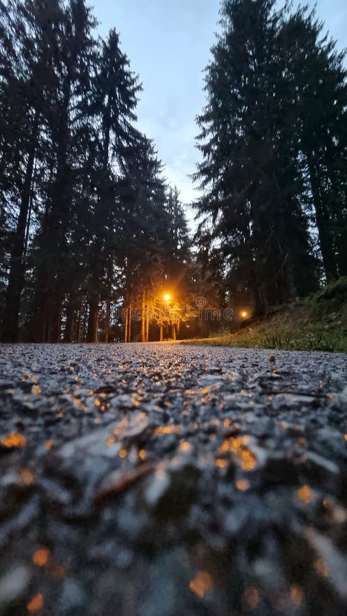 Vertical Shot of an Illuminated Path Passing through Trees in a Forest ...