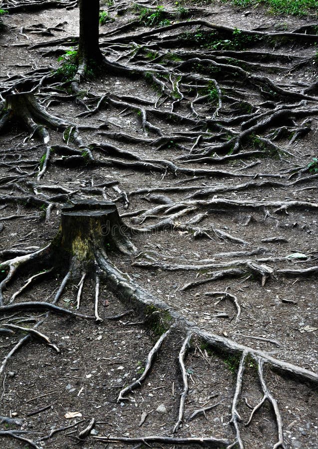 Vertical Shot of Impressive Surface Tree Roots Stock Image - Image of ...