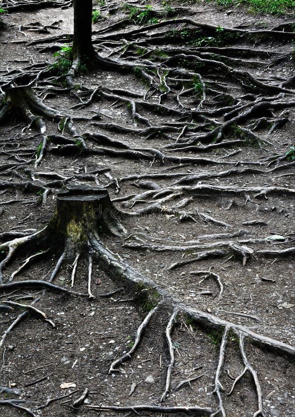 Vertical Shot of Impressive Surface Tree Roots Stock Image - Image of ...