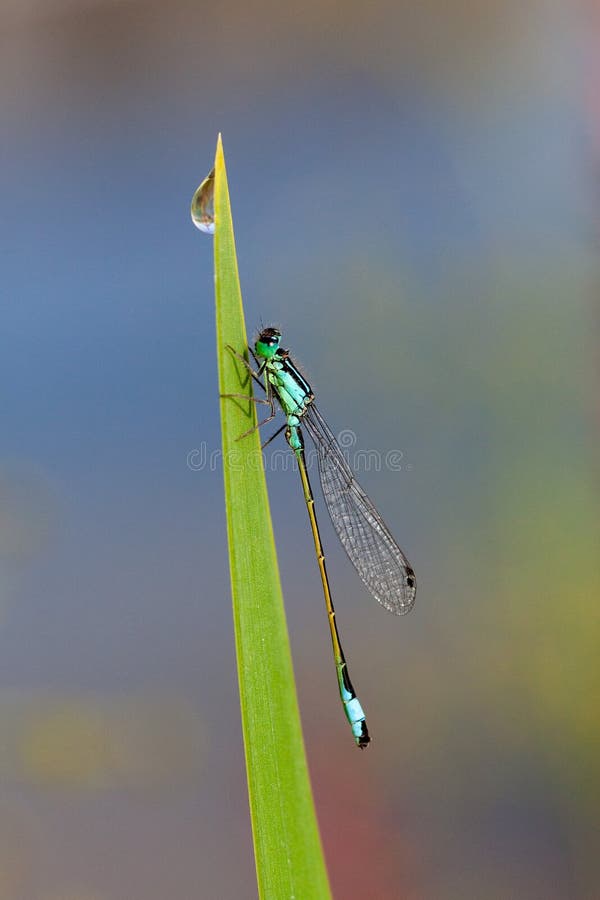 Vertical Shot of the Insect Azure Damselfly on Green Grass with a ...