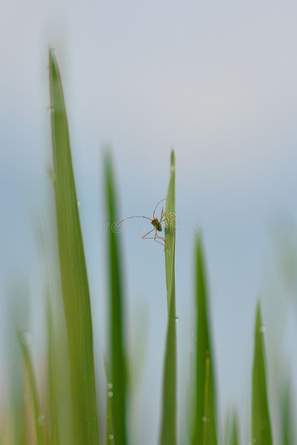Vertical Shot of an Insect Standing on the Green Grass Stock Image ...