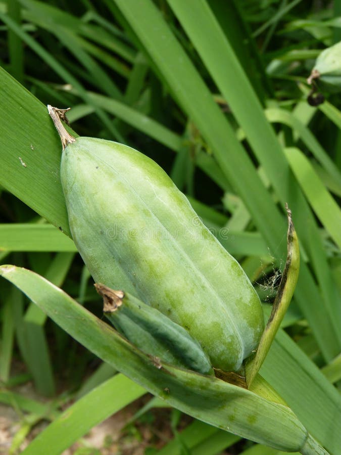 Vertical Shot of an Iris Fruit Plant Stock Image - Image of closeup ...