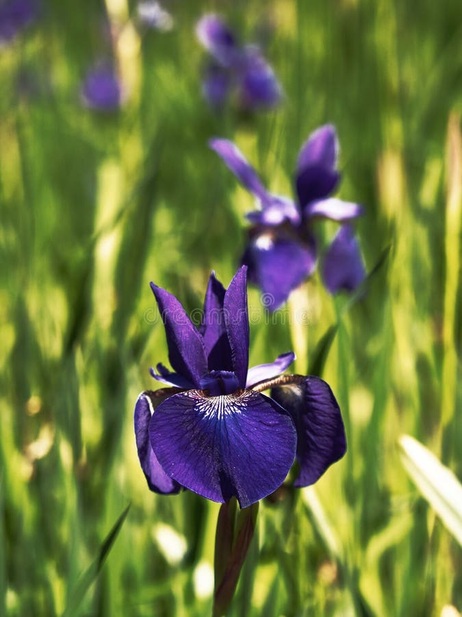 Vertical Shot of Iris Versicolor Flowers Stock Image - Image of pink ...